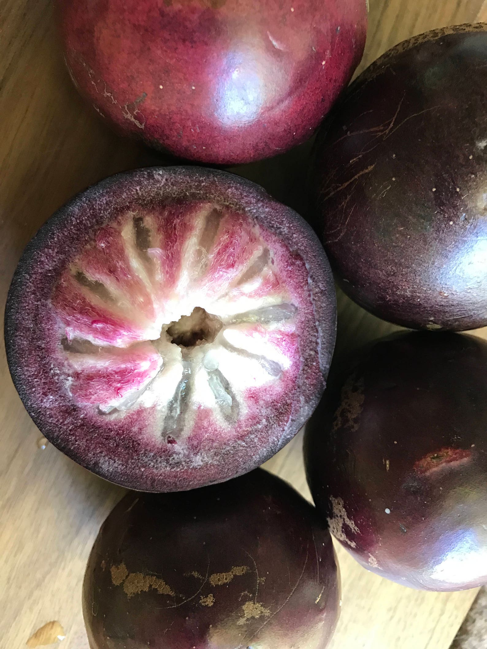 Caimito Purple Star Apple Chrysophyllum Cainito Seedling Plant - Etsy