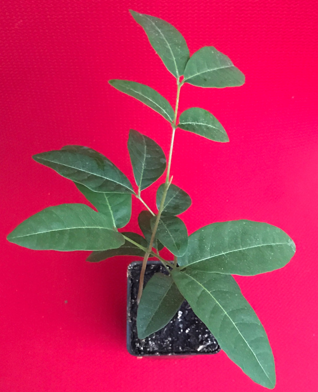 Longan Dimocarpus Dragon Eye Diamond River Seedling Plant - Etsy