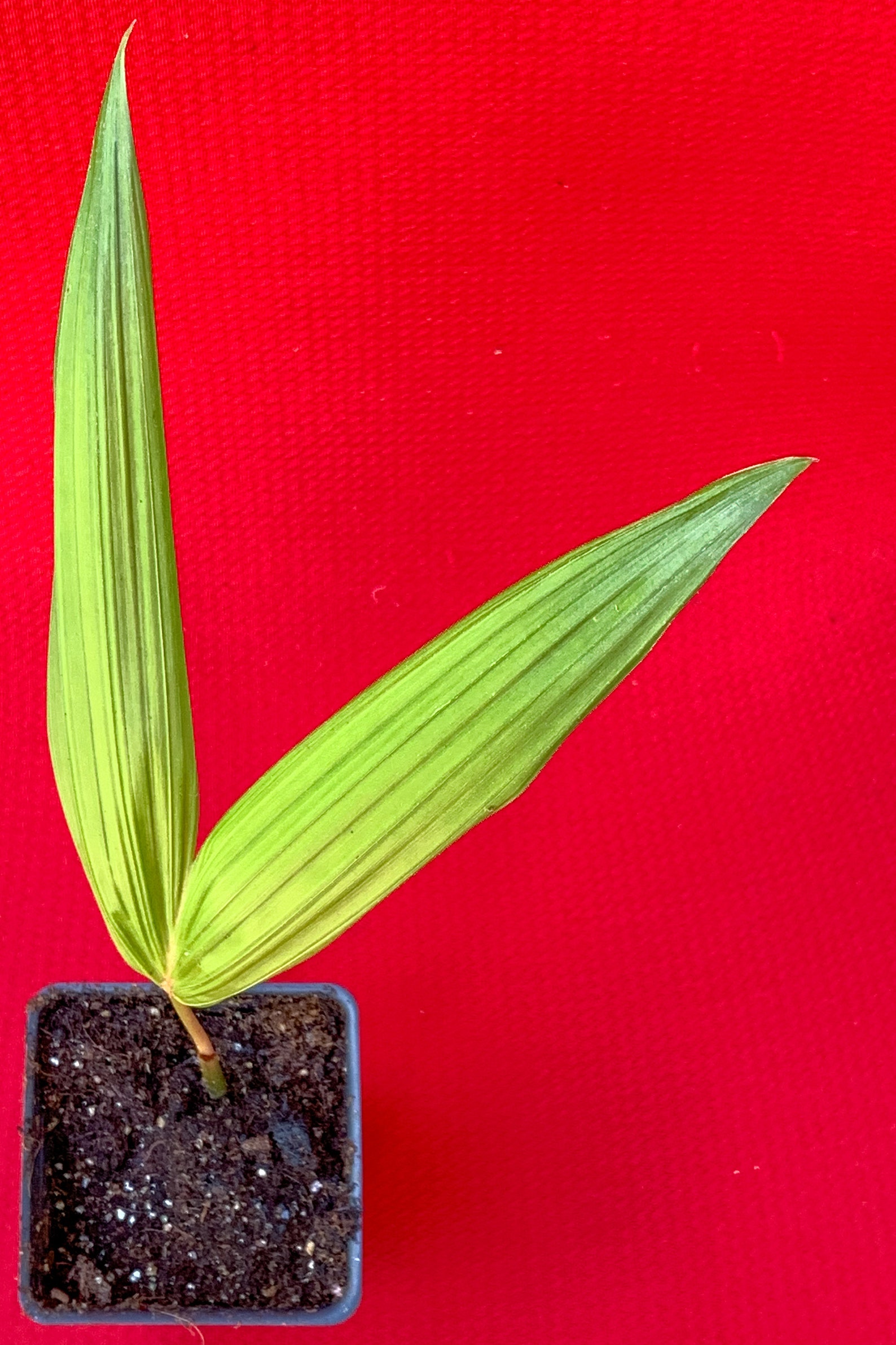 Para Dwarf Acai Euterpe Oleracea Fruit Palm Tree Seedling Starter Plant ...