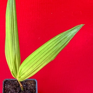 Para Dwarf Acai Euterpe Oleracea Fruit Palm Tree Seedling Starter Plant ...