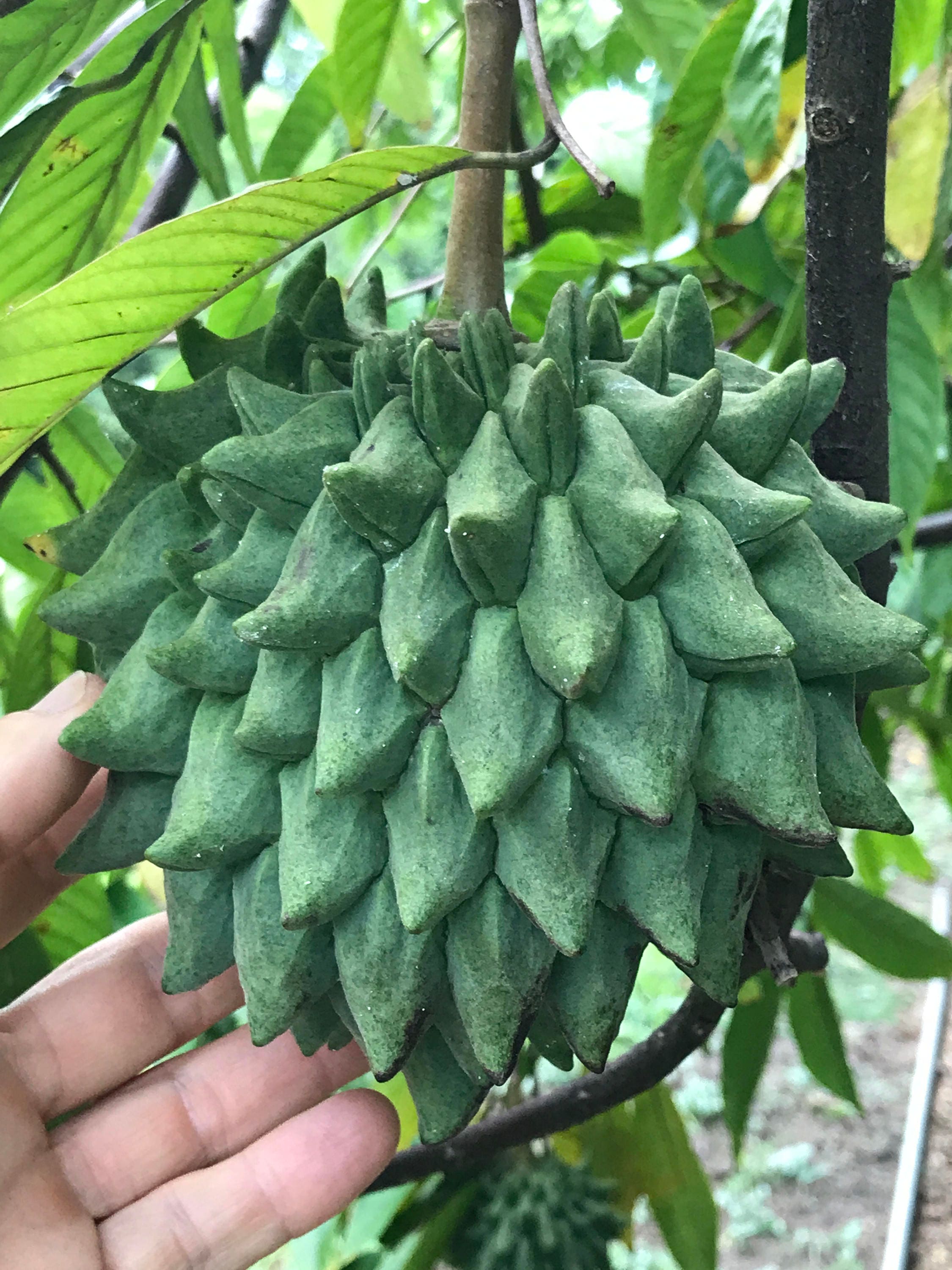 Rollinia Deliciosa Biriba Potted PLANT Tropical Tree | Etsy