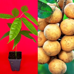 Talisia Esculenta Monkey Pitomba Fruit Tropical Tree Plant RARE - Etsy