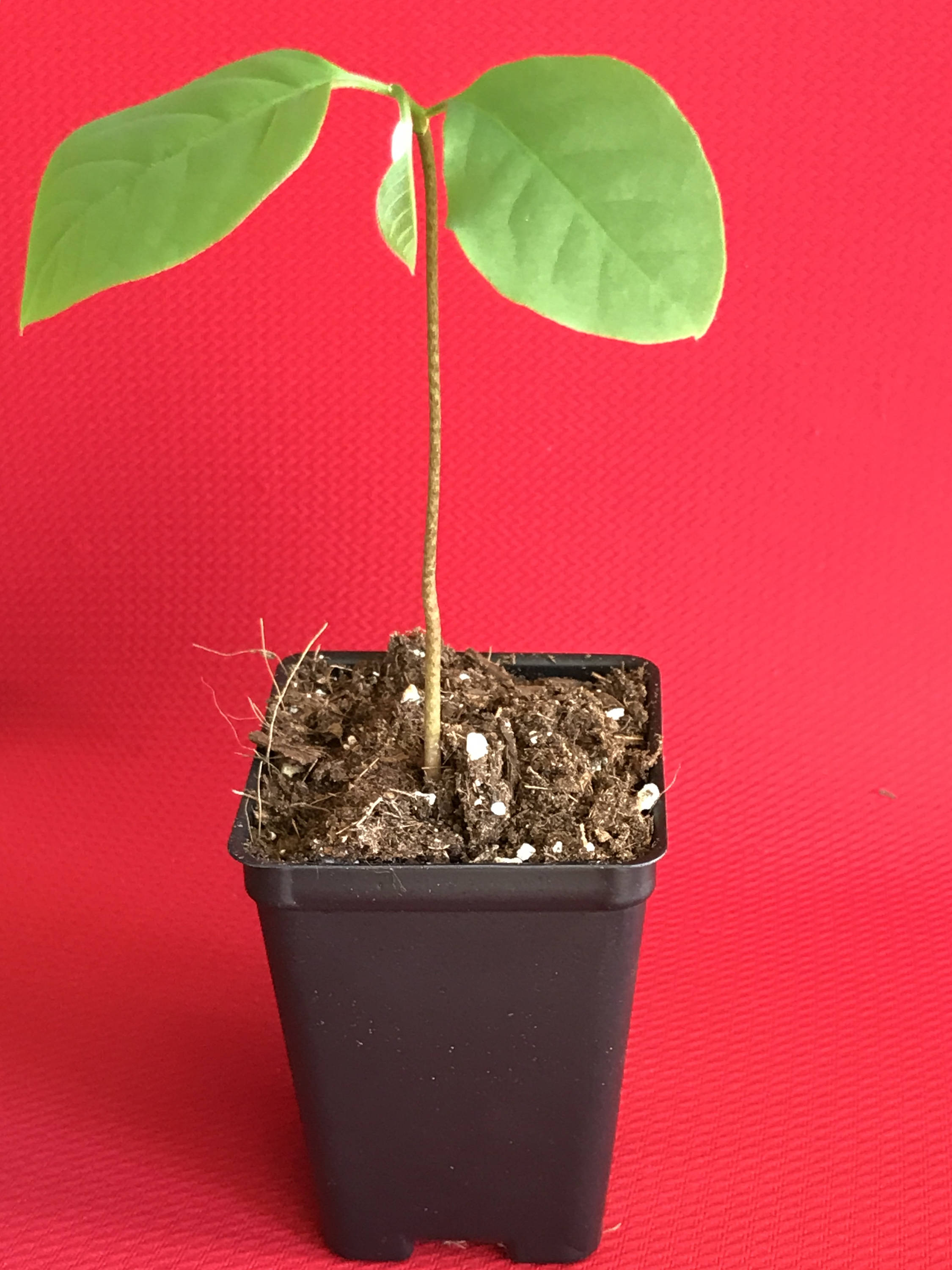 Rollinia Deliciosa Biriba Potted PLANT Tropical Tree | Etsy