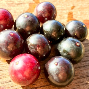 Myrciaria Floribunda Dark Purple Fruit Cambuizeiro Guavaberry Rumberry ...