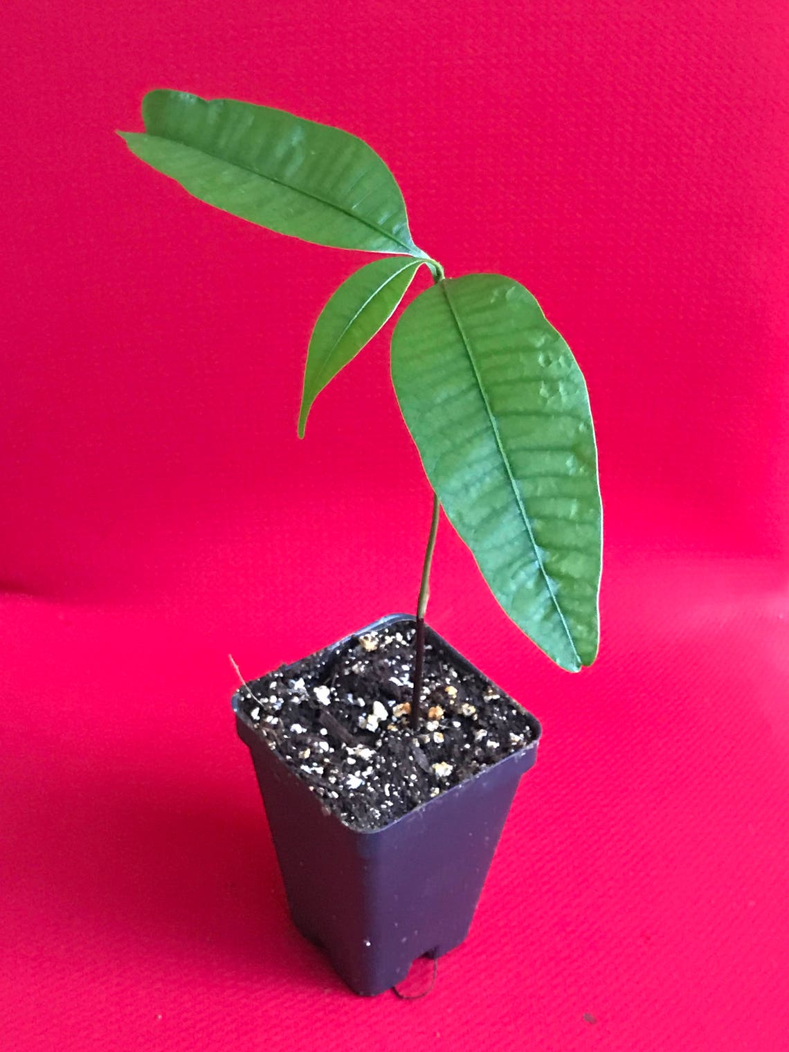 Maprang Bouea Macrophylla Marian Plum Gandaria Potted Fruit | Etsy