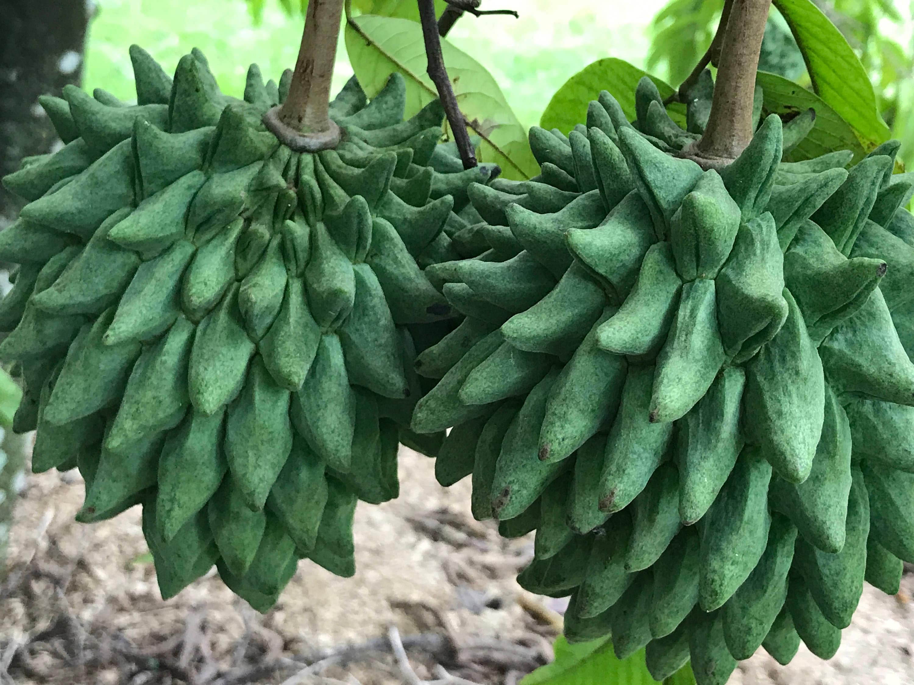 Rollinia Deliciosa Biriba Potted PLANT Tropical Tree - Etsy Ireland