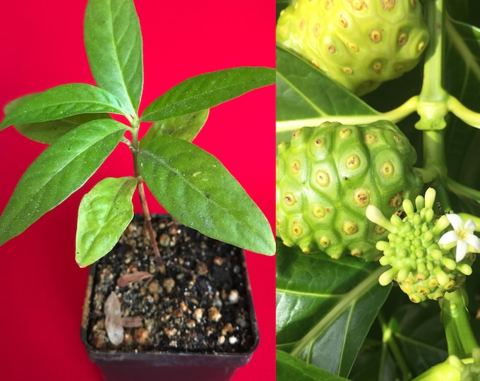 NONI Indian Beach Mulberry Great Morinda Citrifolia Cheese Fruit ...