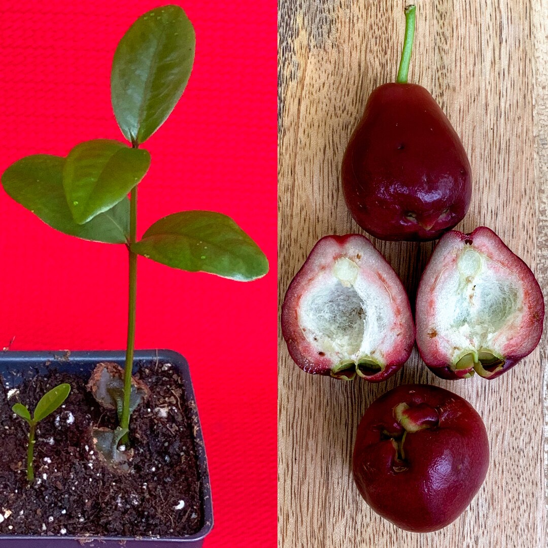 Purple Malay Apple Syzygium Malaccense Fruit Tree Starter Potted Plant ...