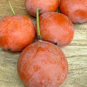 Imbe Garcinia Livingstonei Orange African Mangosteen Tropical Fruit ...