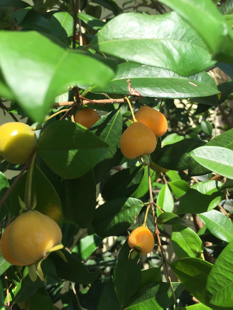 PITOMBA Eugenia Luschnathiana Pot Starter PLANT Fruit Starter Tree ...