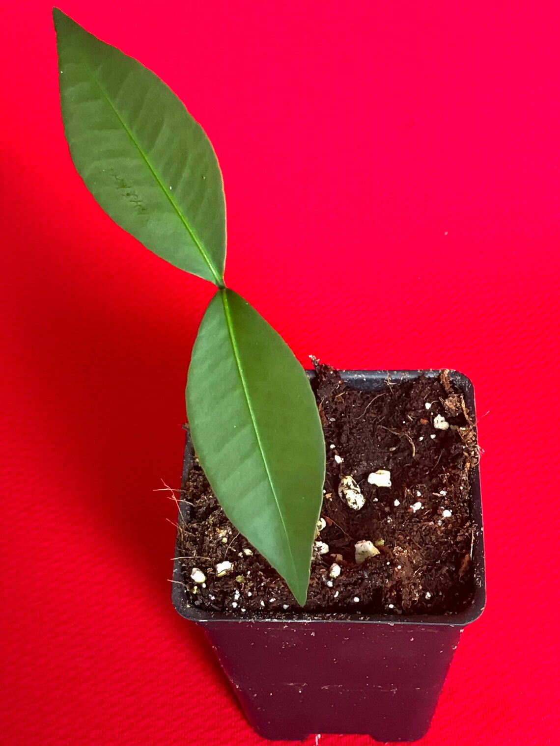 Bacuri Bacurizinho Garcinia Acuminata Mangosteen Tropical Fruit Tree ...