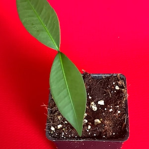 Bacuri Bacurizinho Garcinia Acuminata Mangosteen Tropical Fruit Tree ...