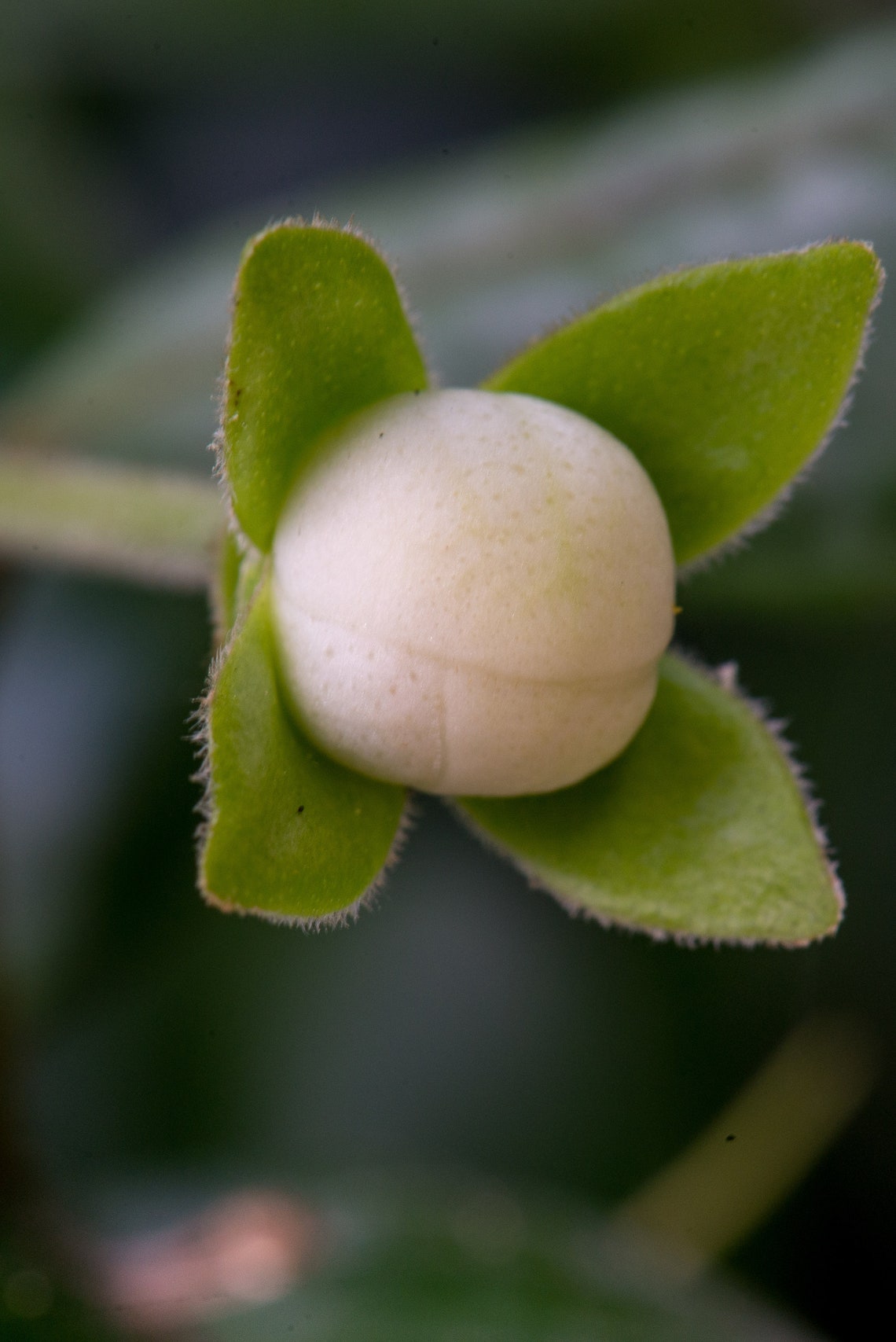 Pitangatuba Star Cherry Eugenia Selloi neonitida Fruit Tree | Etsy