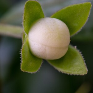 Pitangatuba Star Cherry Eugenia Selloi Neonitida Fruit Tree Seedling ...