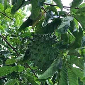 Rollinia Deliciosa Biriba Potted PLANT Tropical Tree - Etsy