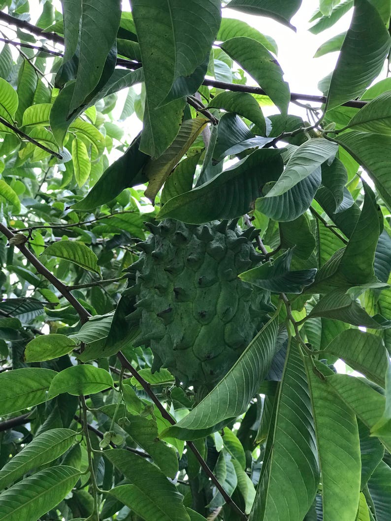 Rollinia Deliciosa Biriba Potted PLANT Tropical Tree - Etsy