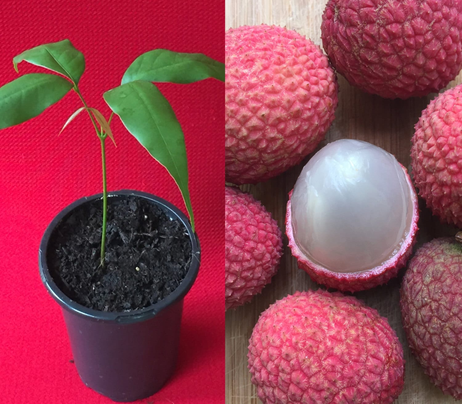 Lychee Tree Bonsai