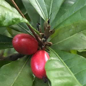 Miracle Fruit Synsepalum Dulcificum Miracle Berry Fruit Seedling PLANT ...