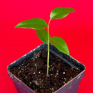 Fingersop Meiogyne Cylindrocarpa Red Paipai Fruit Tropical Tree Plant ...