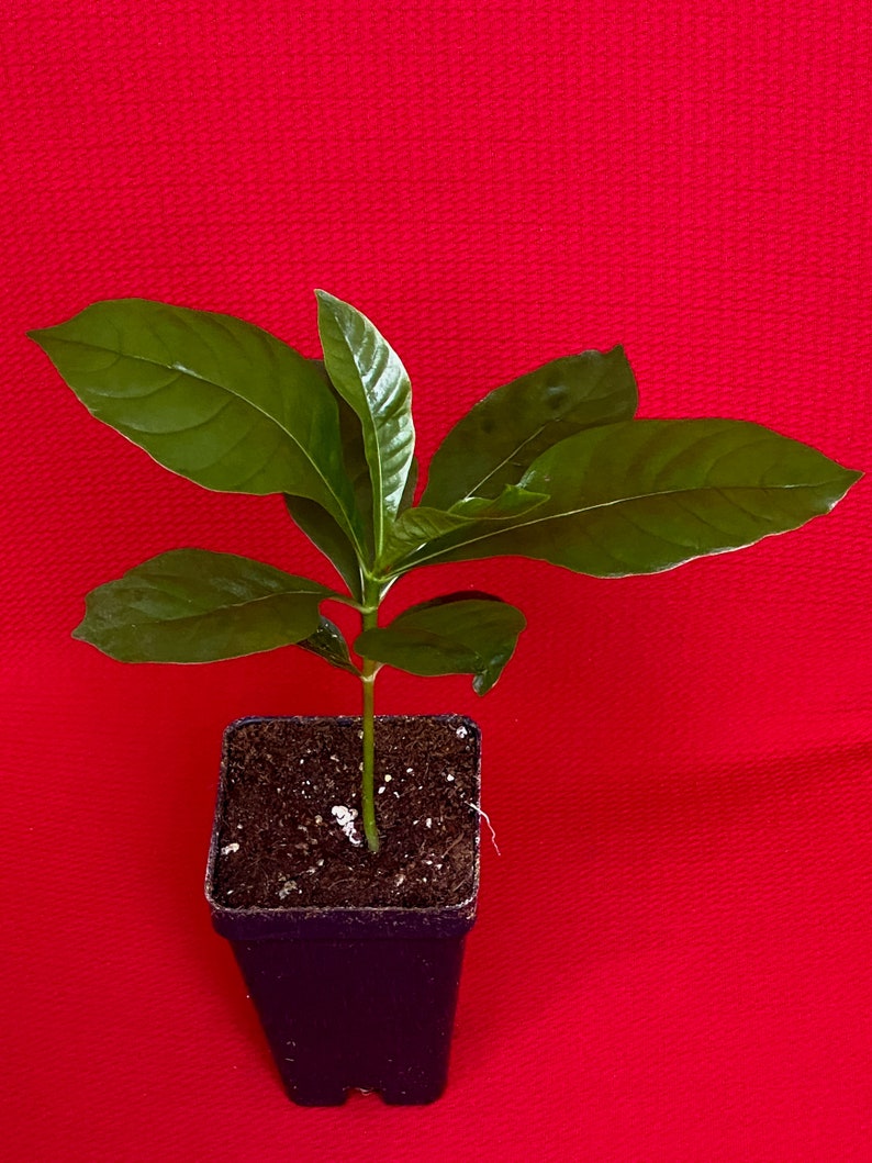 Genipa Americana Jagua Genipap Jenipapo Plant Fruit That Turn - Etsy