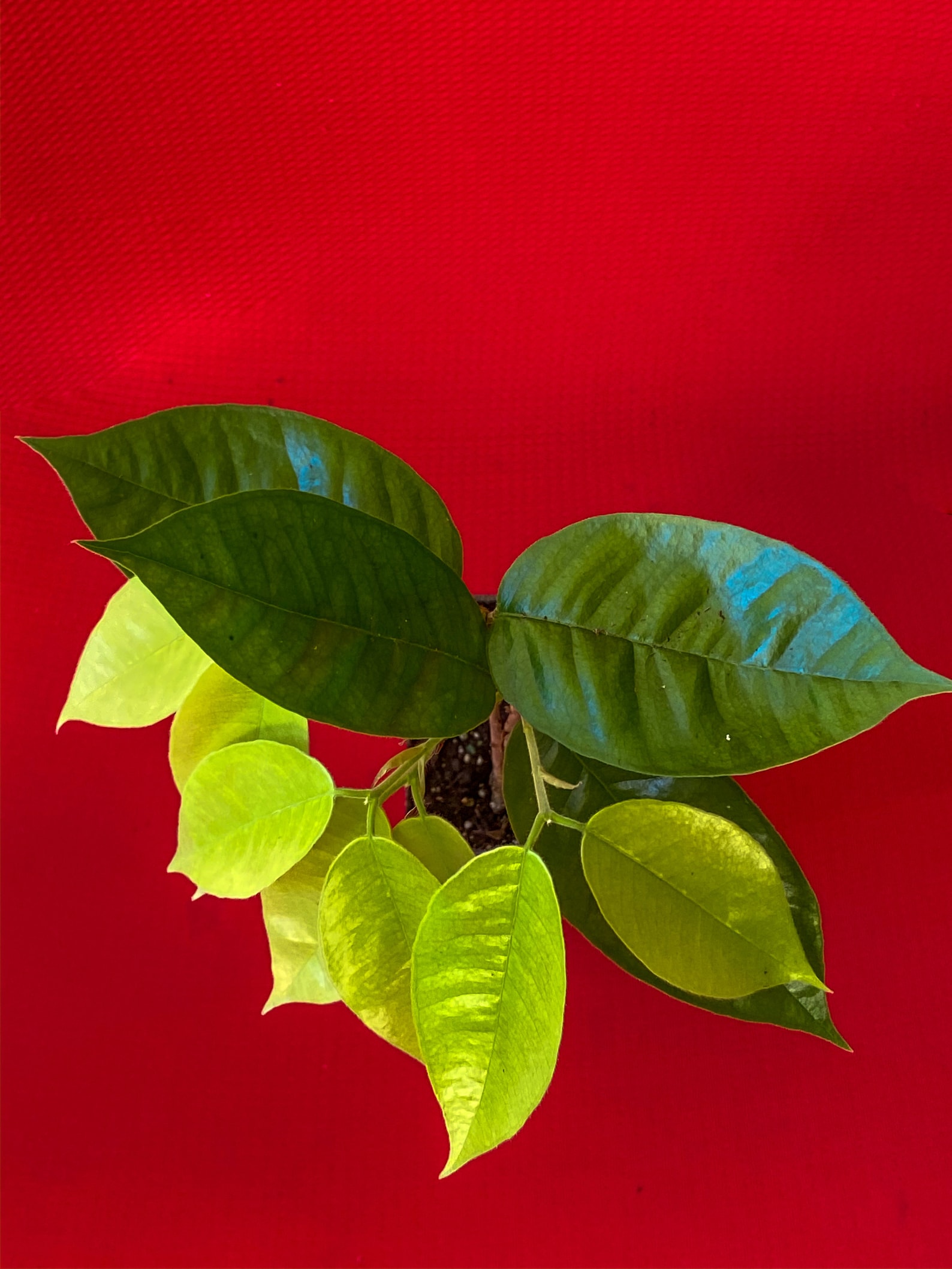 Plinia Edulis Cambuca Seedling Potted Fruit Tree Plant RARE - Etsy 日本