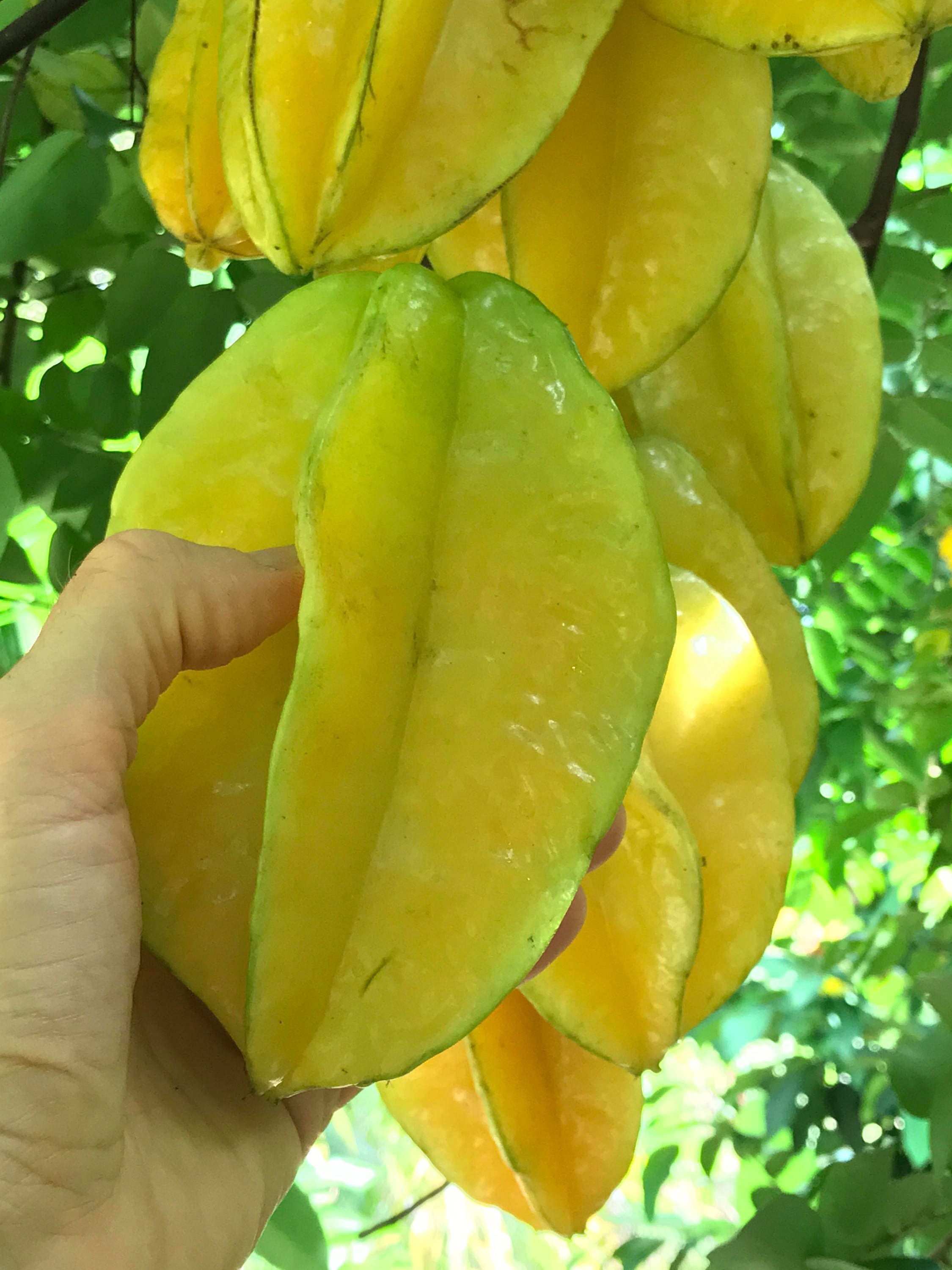 Star Fruit Averrhoa Carambola Bell Seedling Potted Starfruit | Etsy