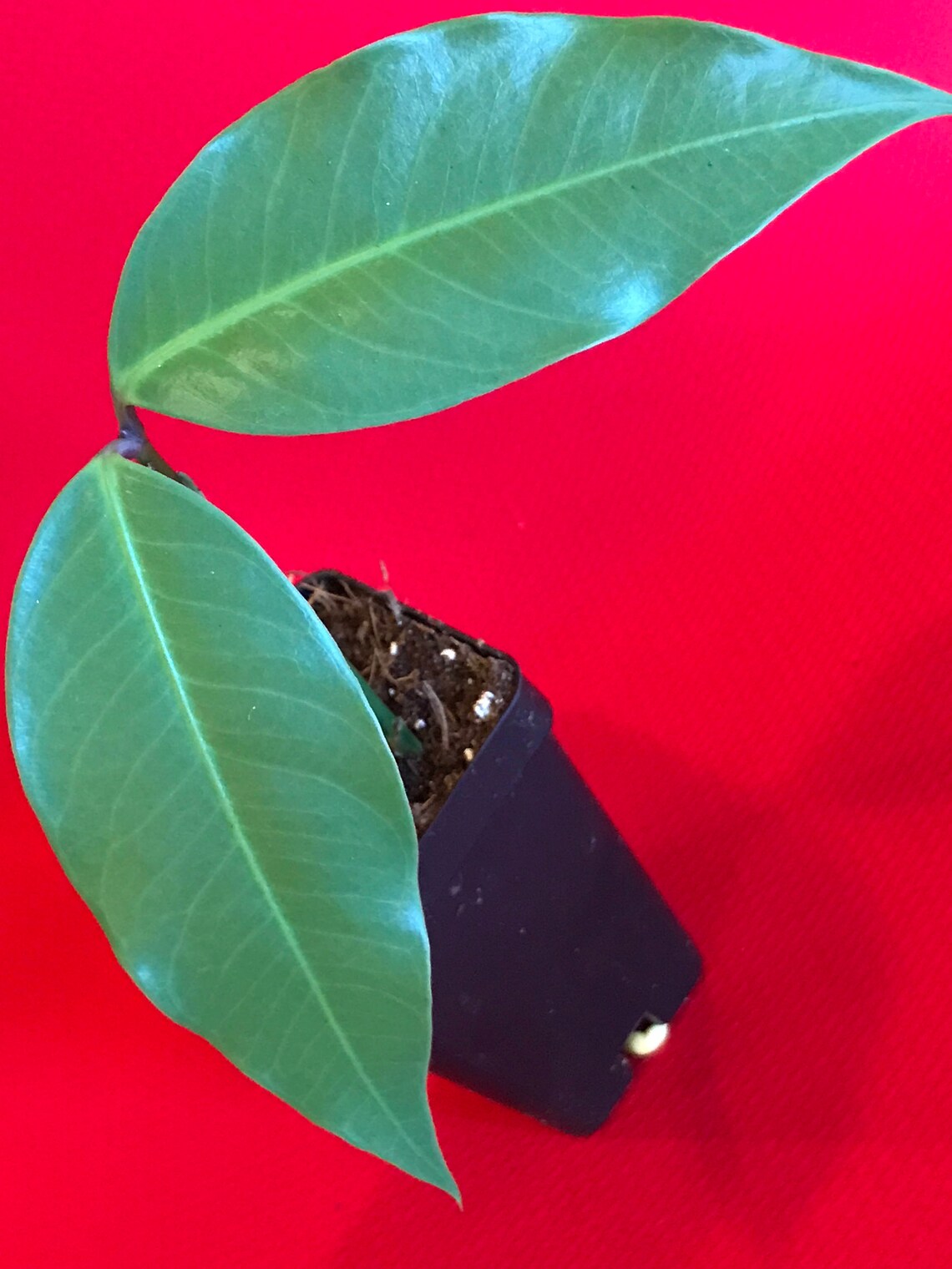 Gamboge Gourka Yellow Mangosteen Garcinia Xanthochymus Fruit - Etsy