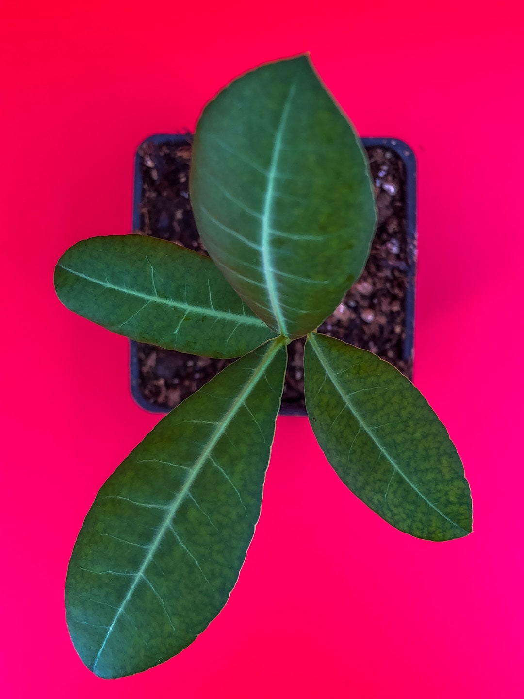 Imbe Garcinia Livingstonei Orange African Mangosteen Tropical Fruit ...