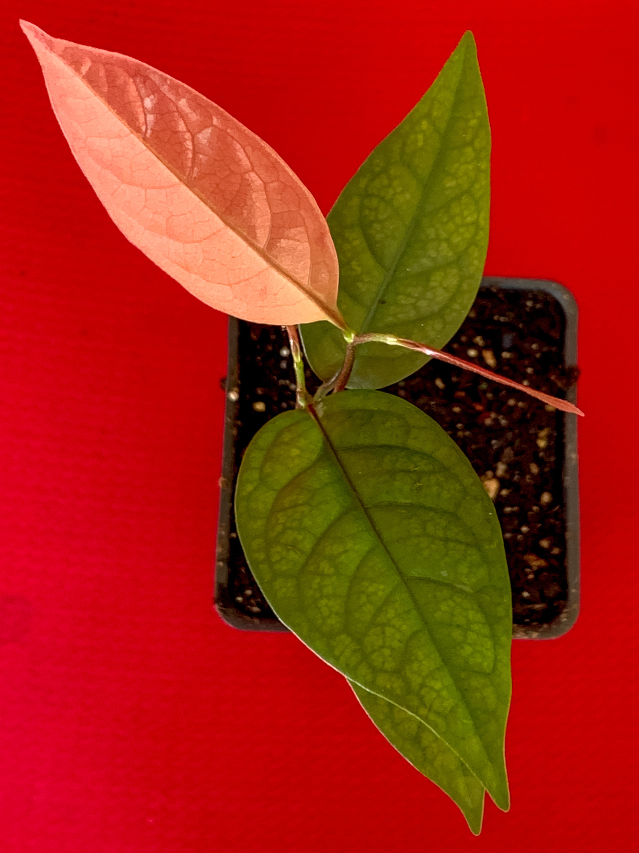 KEPEL Stelechocarpus burahol Tropical Fruit Potted Tree Plant | Etsy