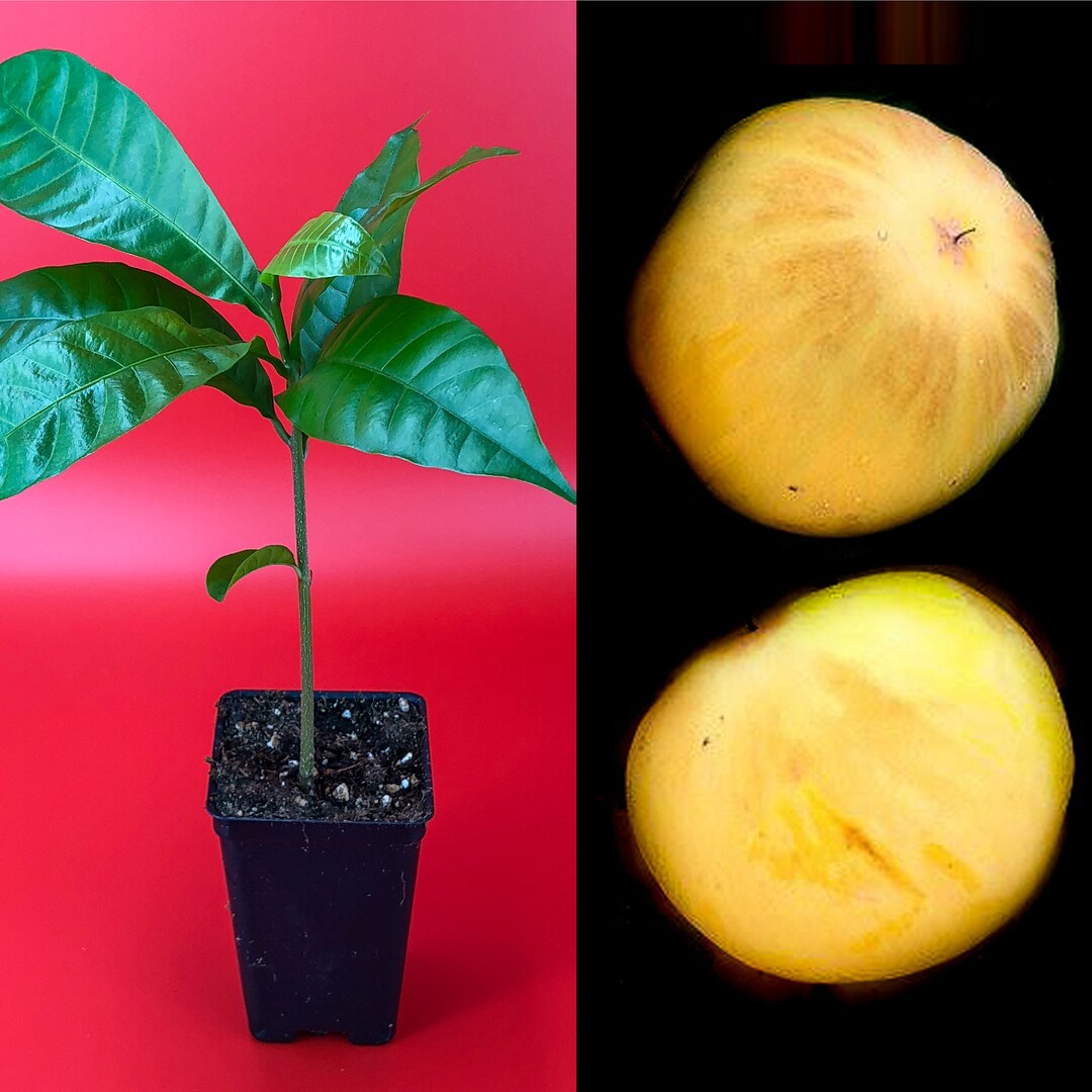 Ross Sapote Pouteria Sp. Egg Fruit Eggnog Pouteria Campechiana Starter ...