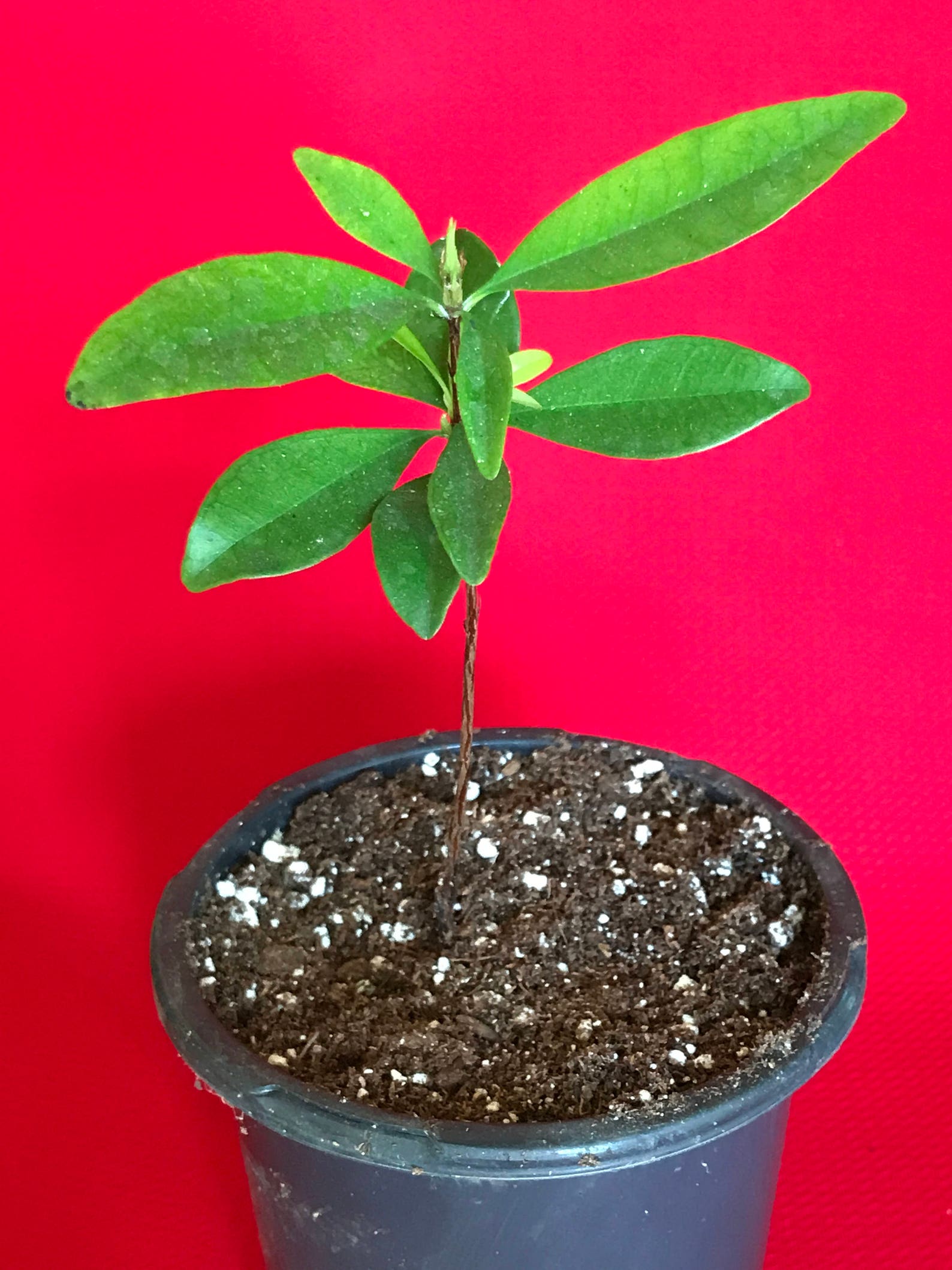 Grumichama Grumixama Eugenia Brasiliensis Brazilian Cherry Tropical ...