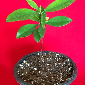 Grumichama Grumixama Eugenia Brasiliensis Brazilian Cherry Tropical ...