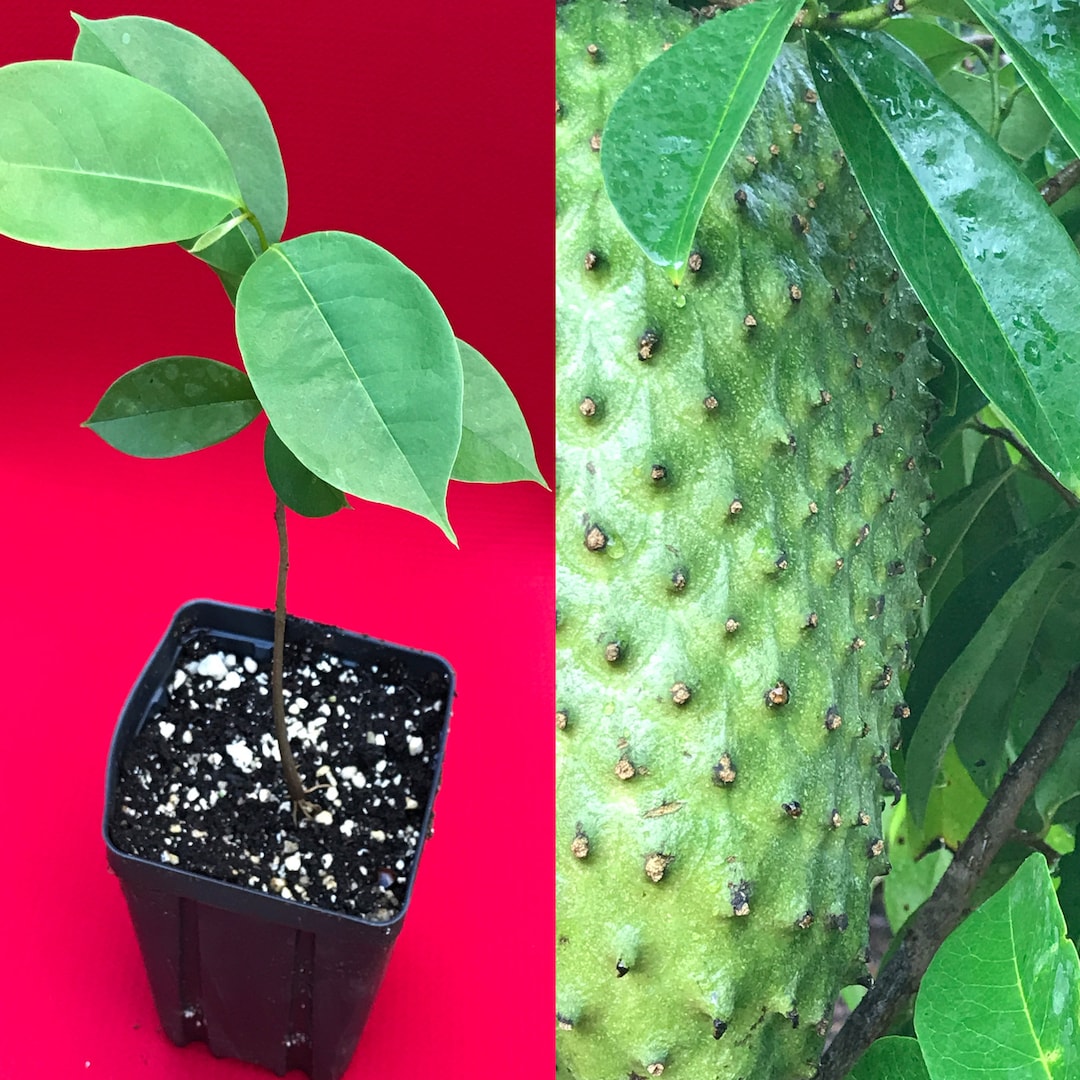 Annona Muricata Graviola Soursop Guanabana Potted Seedling PLANT ...