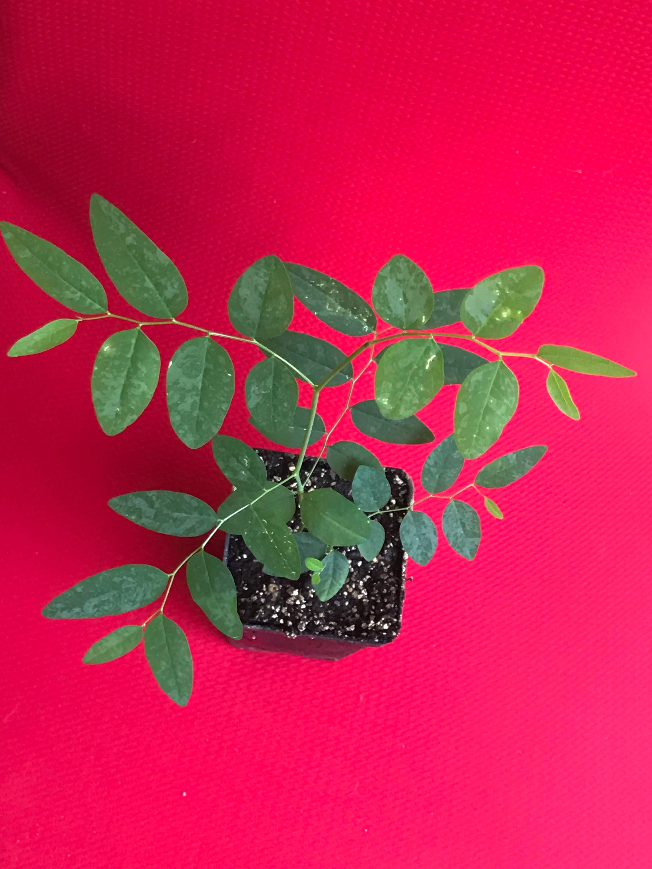 Katuk Variegated Sauropus Androgynus Star Gooseberry Sweet - Etsy