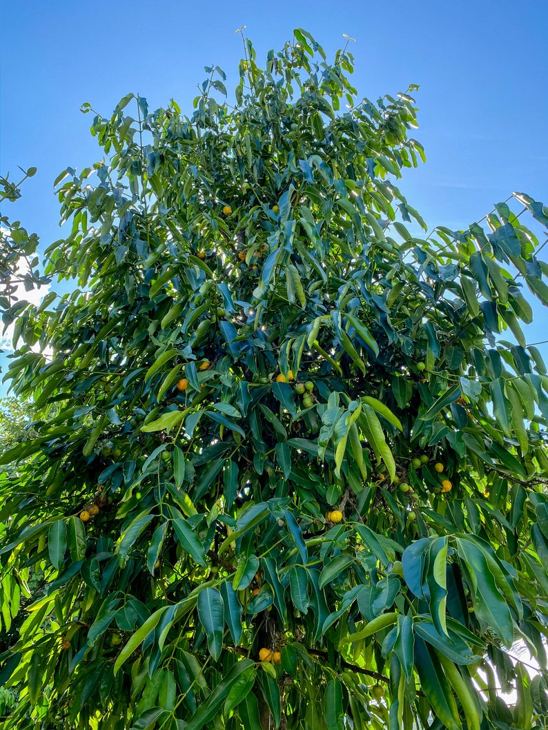 Gamboge Gourka Yellow Mangosteen Garcinia Xanthochymus Fruit - Etsy