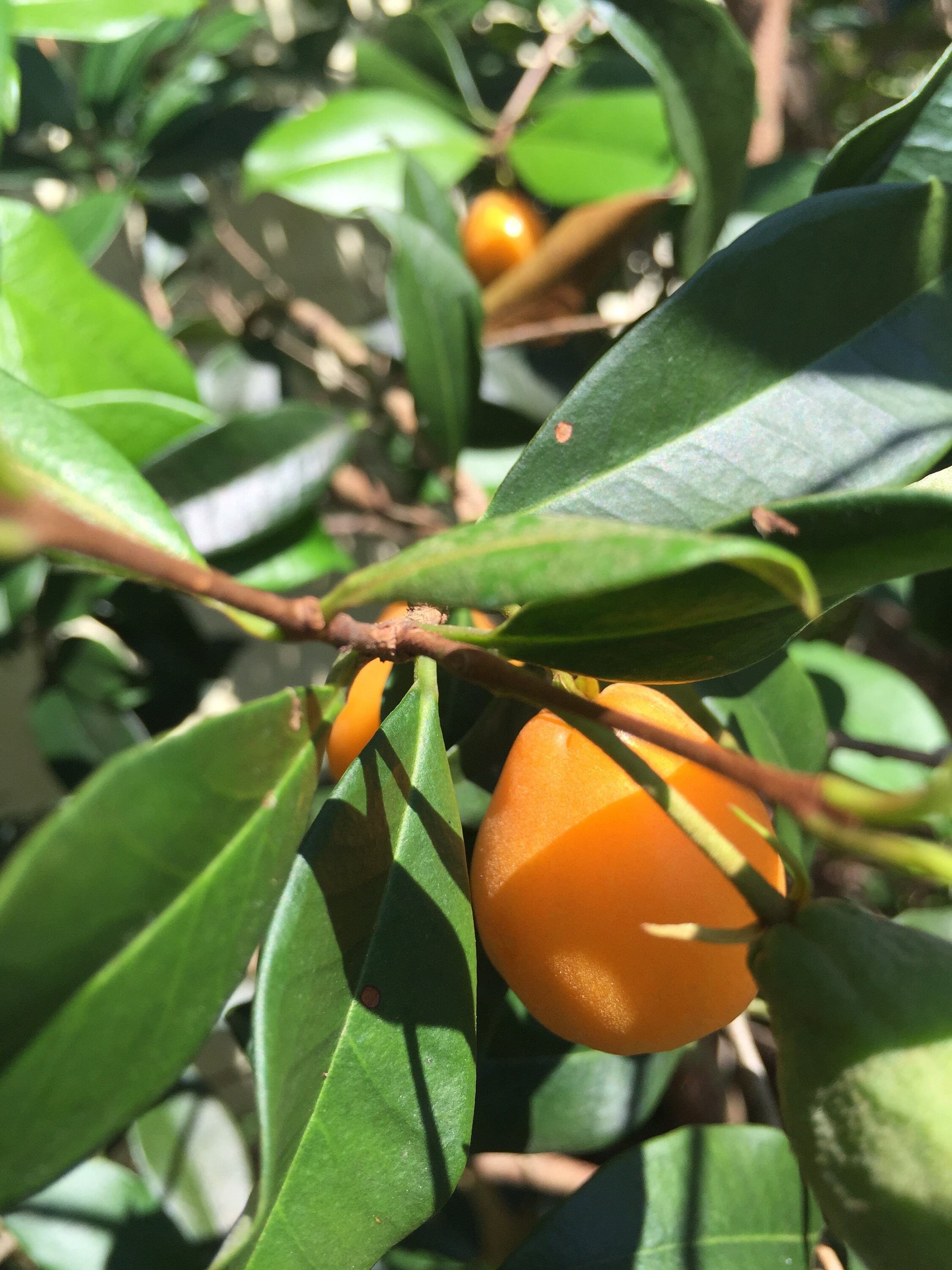 PITOMBA Eugenia Luschnathiana Pot Starter PLANT Fruit Starter Tree ...