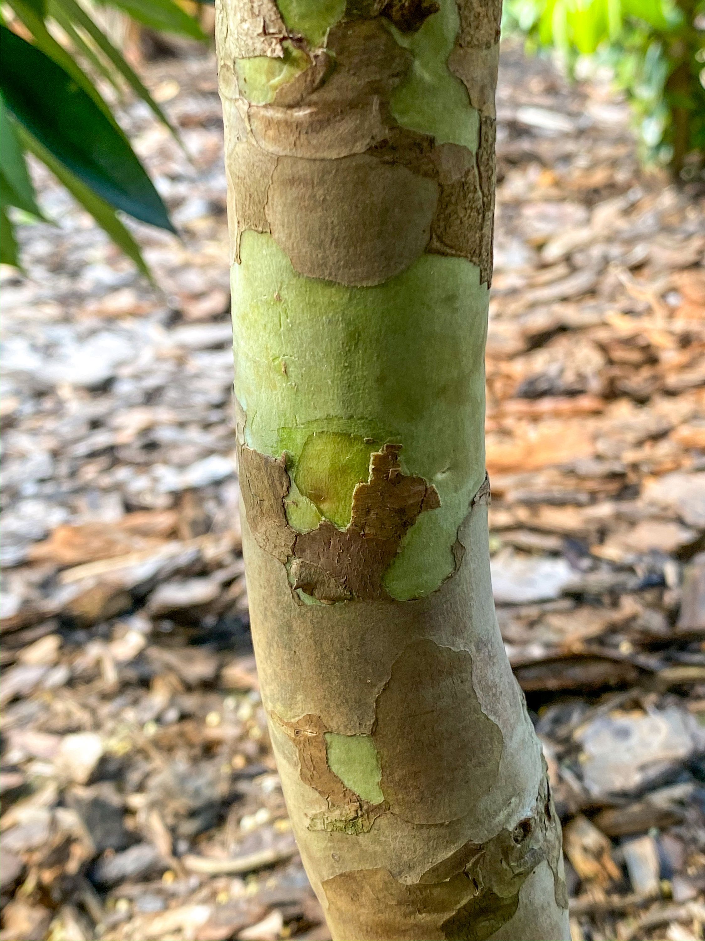 Plinia Edulis Cambuca Seedling Potted Fruit Tree Plant RARE - Etsy 日本