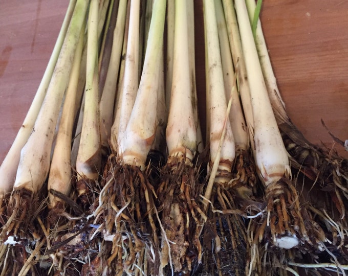 Lemongrass Stalks Plugs Cymbopogon Sereh Plant Healthy Herb Lemon Grass ...