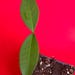 Bacuri Bacurizinho Garcinia Acuminata Mangosteen Tropical - Etsy