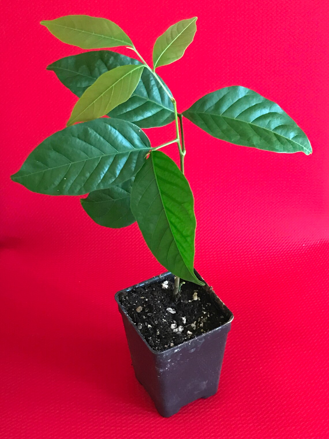 Red Rambutan Nephelium Lappaceum Florida Plant Tree Seedling - Etsy