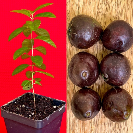 Purple Forest Guava Psidium Eugeniaefolia Marlierea Araca Una - Etsy