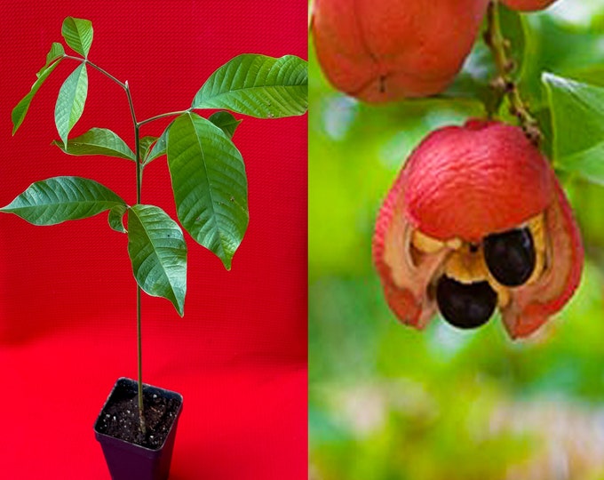 Ackee Blighia Sapida Akee Acki Fruit Tree Starter Potted Plant - Etsy