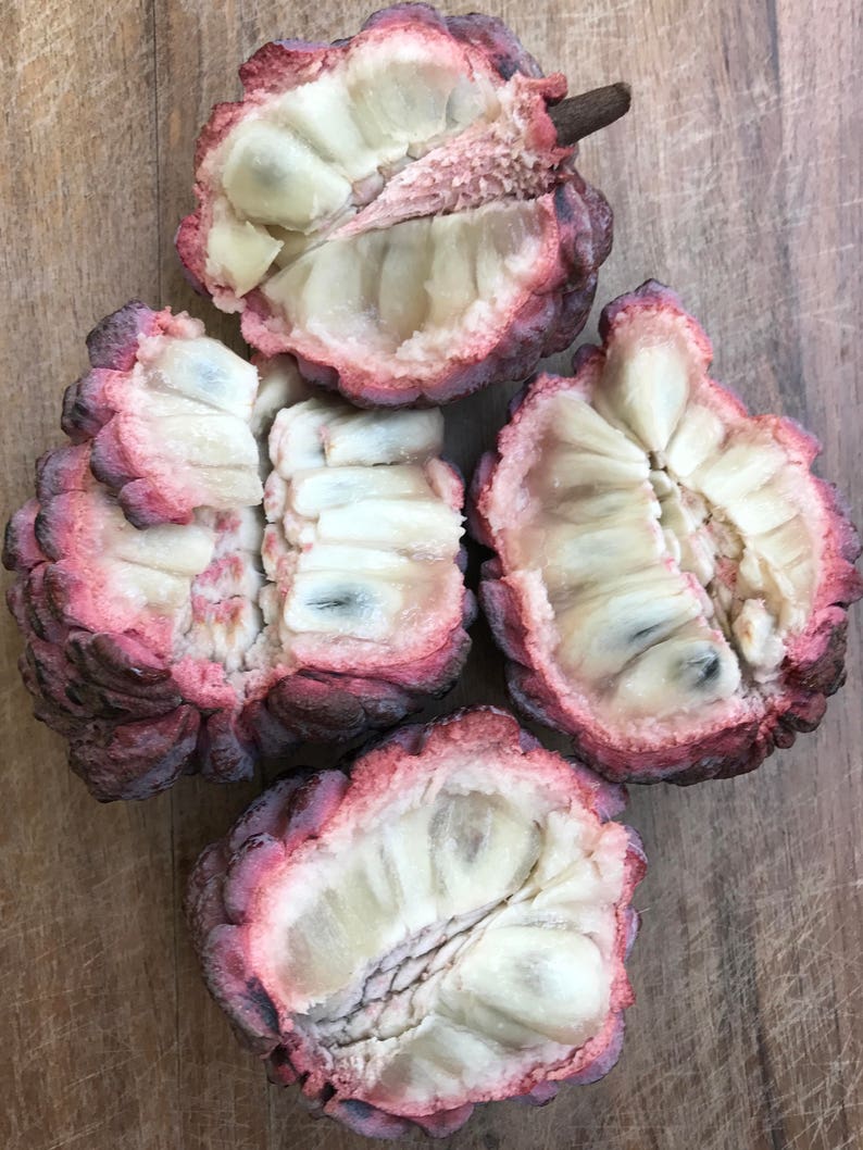 Red Sugar Apple Sweetsop Annona Squamosa Potted PLANT Tropical Tree Big ...