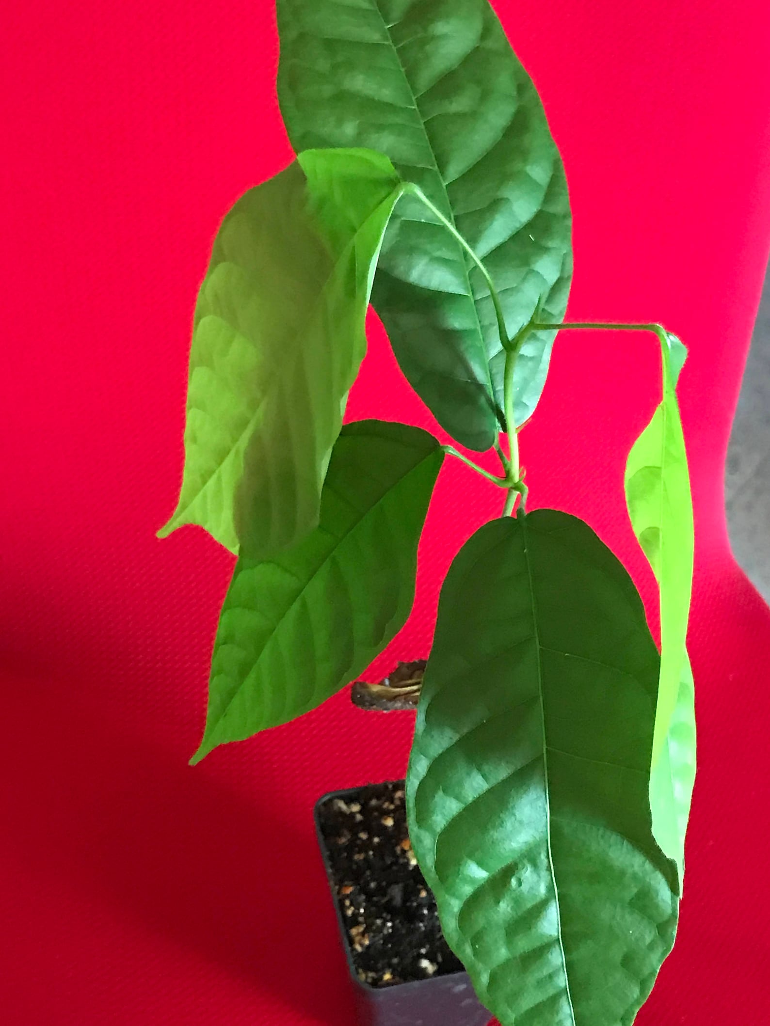 FORASTERO Theobroma Cacao Cocoa Chocolate Fruit Tropical Tree - Etsy