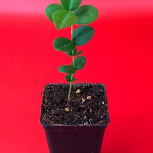 Pitangatuba Star Cherry Eugenia Selloi Neonitida Fruit Tree Seedling ...