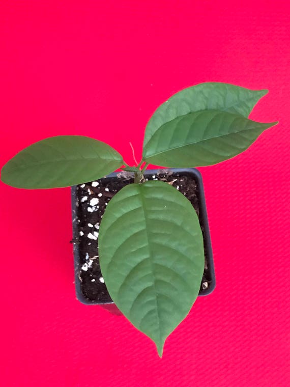 Lanzones Tree Drawing