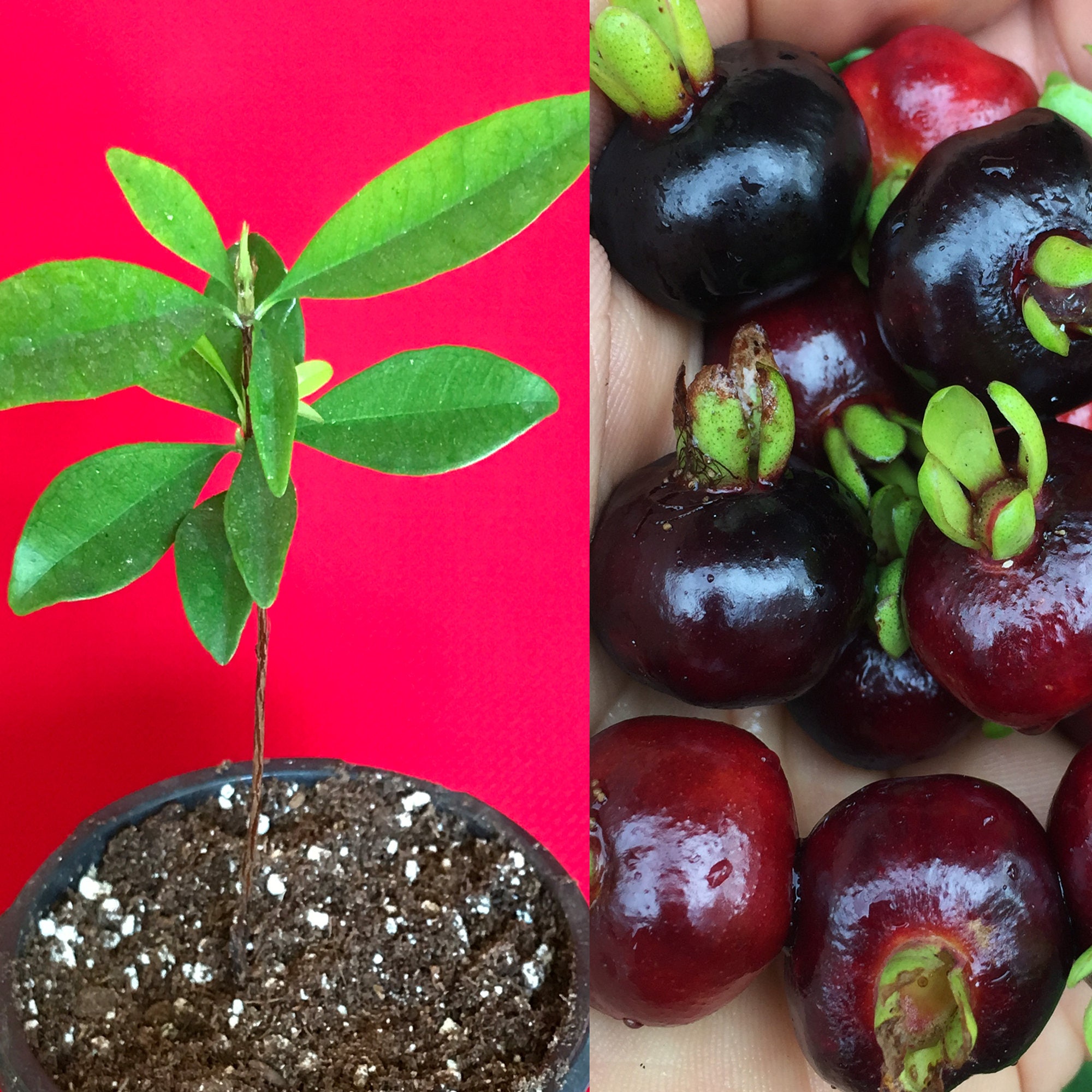 Grumichama Grumixama Eugenia Brasiliensis Brazilian Cherry Tropical ...