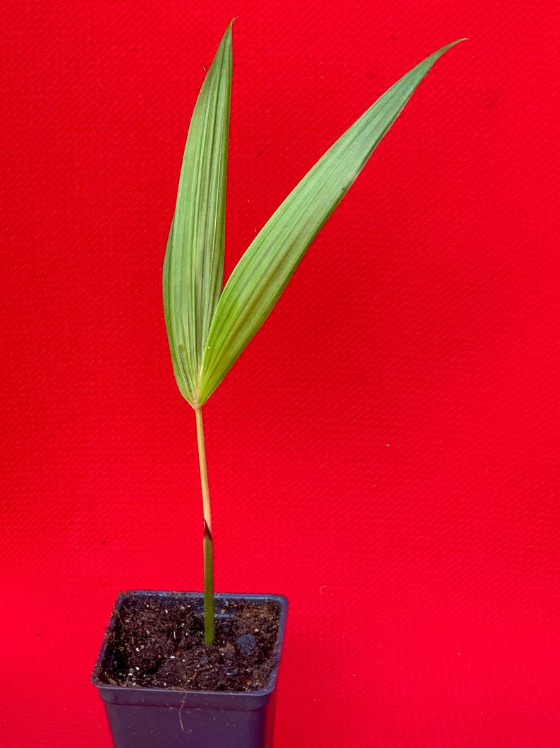 Para Dwarf Acai Euterpe Oleracea Fruit Palm Tree Seedling Starter Plant ...