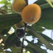 Yellow Jaboticaba Cabelluda Myrciaria Glazioviana Plinia Glomerata Tree ...