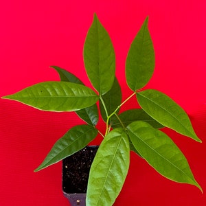 Talisia Esculenta Monkey Pitomba Fruit Tropical Tree Plant RARE - Etsy